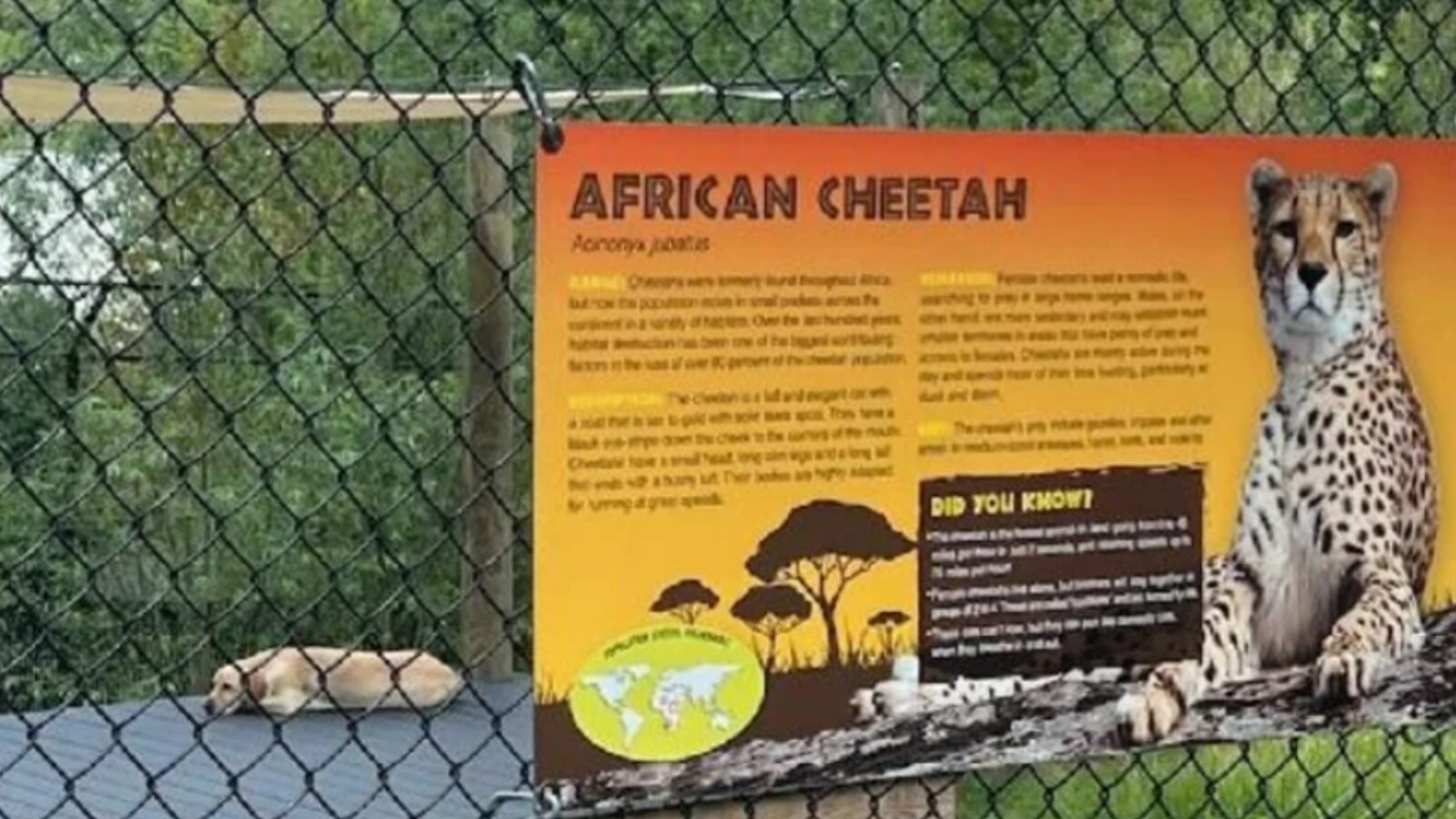 'Excellent Liar:' Dog Sitting in Cheetah Enclosure At New Jersey Zoo ...