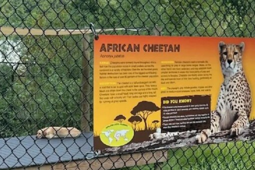 'Excellent Liar:' Dog Sitting in Cheetah Enclosure At New Jersey Zoo ...