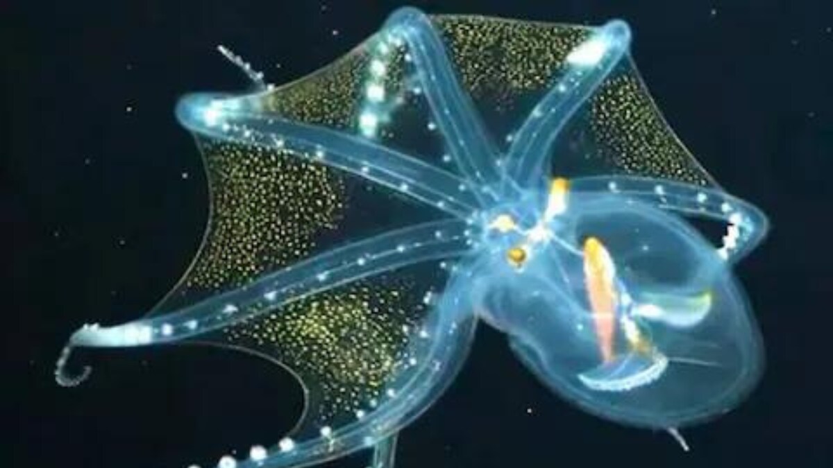 Watch: Viral Video Of Glass Octopus Leaves Internet In Wonder - News18