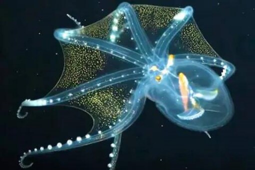 Watch: Viral Video Of Glass Octopus Leaves Internet In Wonder - News18