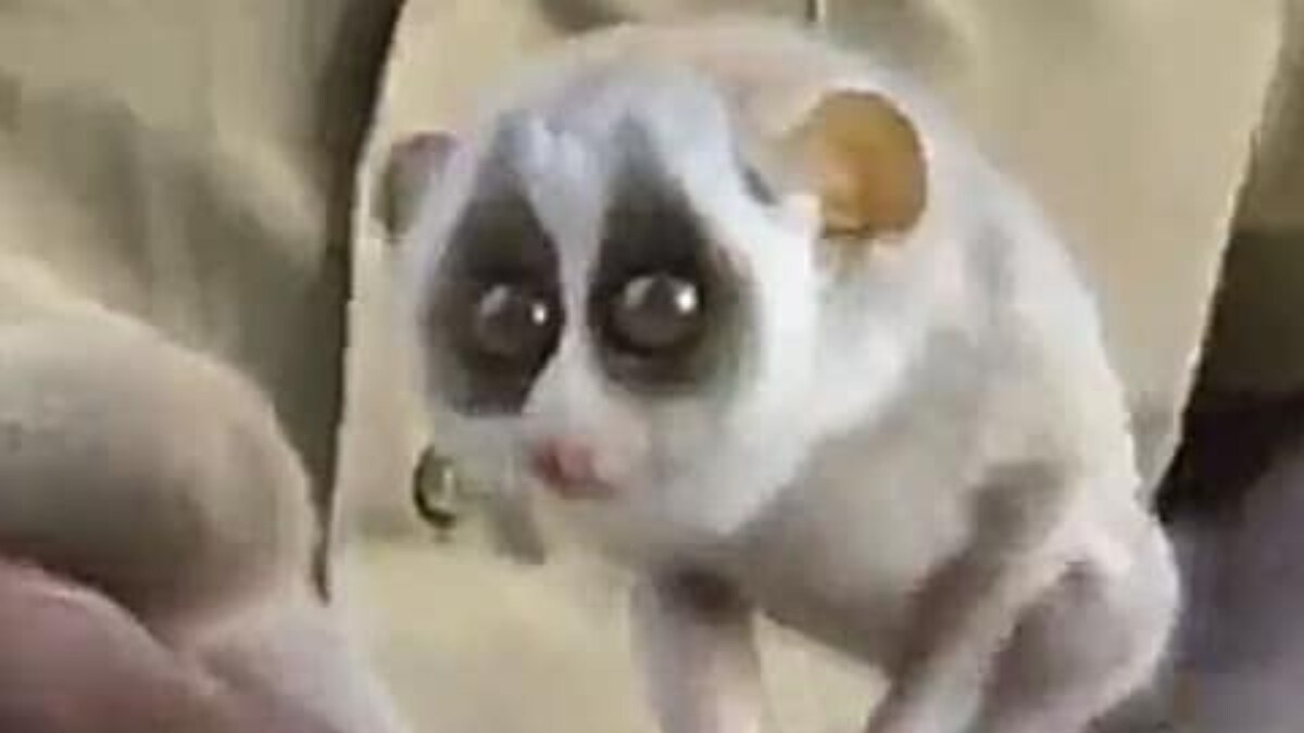 Tamil Nadu Welcomes India’s First Slender Loris At Kadavur Sanctuary ...