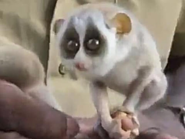 Tamil Nadu Welcomes India’s First Slender Loris At Kadavur Sanctuary ...