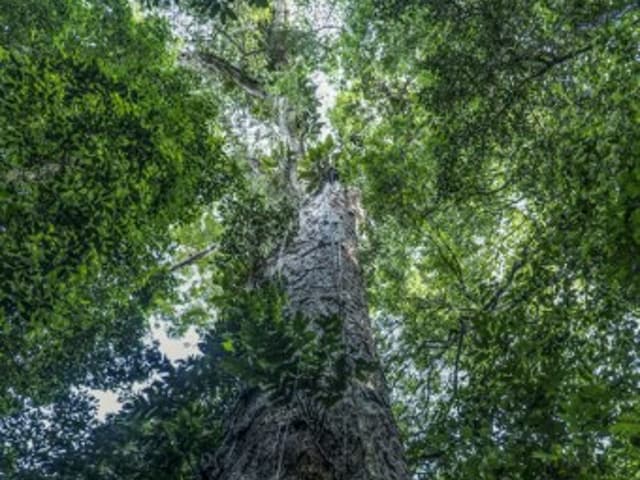 Angelim Vermelho: Scientists Reach Amazon Rainforest’s Tallest Tree ...