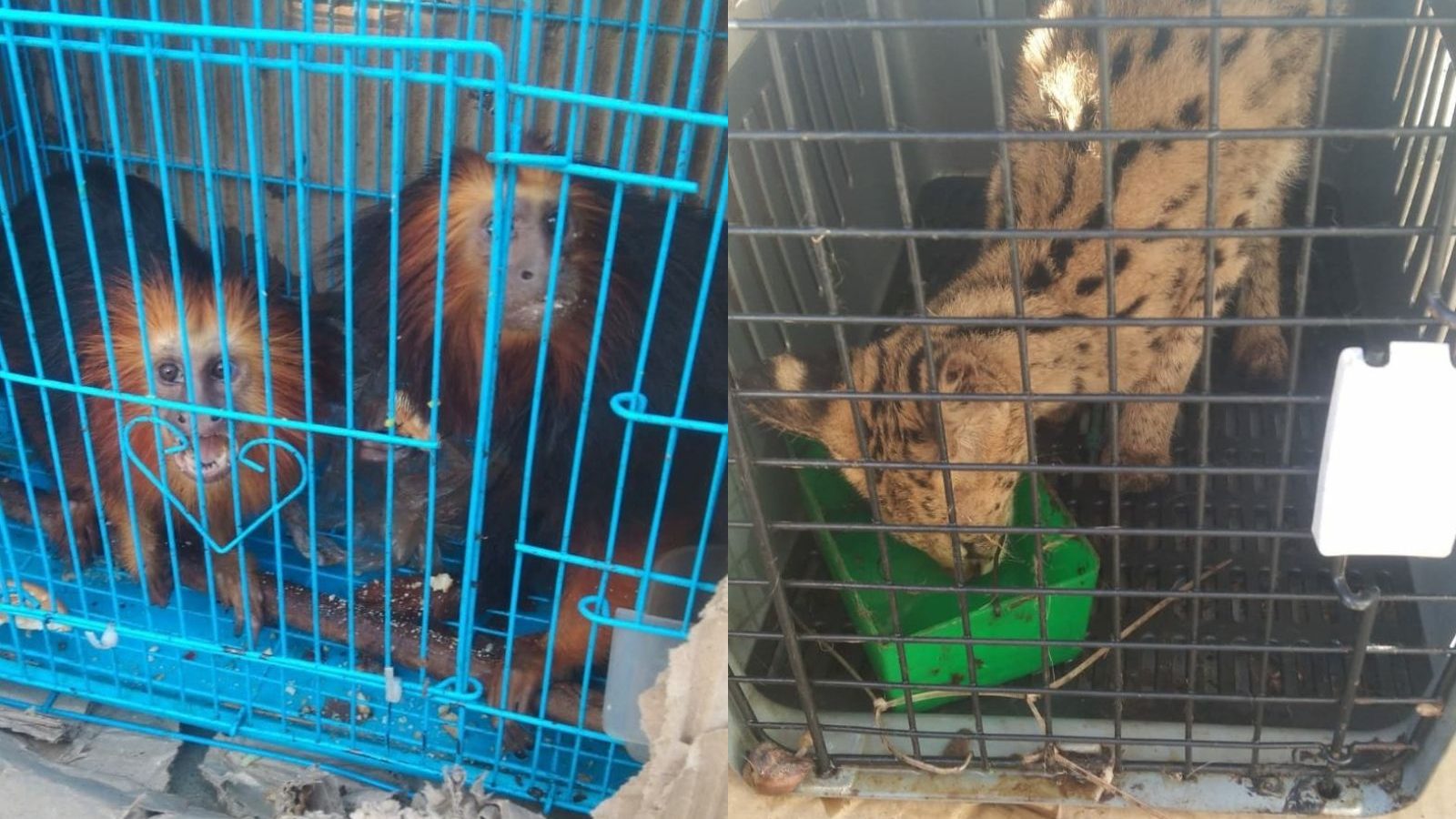 140 Exotic Animals, Birds Rescued from Mizoram's Champhai; Myanmar Coup ...