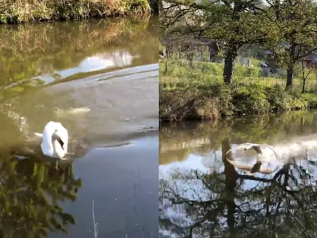 Watch: Swan's Seamless Landing on Water Has Internet Amused - News18