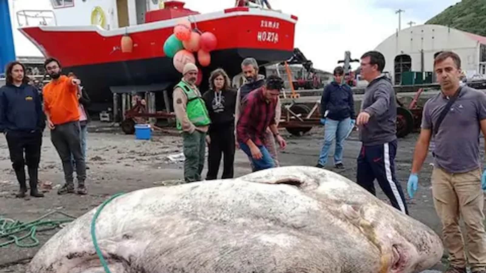 World's Largest Bony Fish, Weighing 2800 Kg, Found In Portugal | Buzz ...