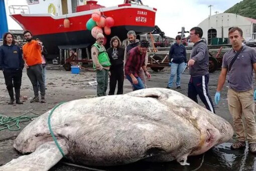 World's Largest Bony Fish, Weighing 2800 Kg, Found In Portugal - News18