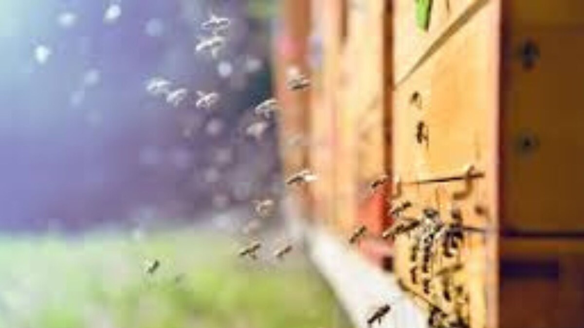 Kerala Govt to Provide Compensation for Deaths Caused by Bee and Wasp ...