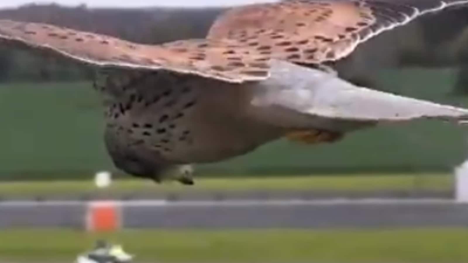 Anand Mahindra's Post Featuring a Bird Fighting The Wind Is Perfect ...