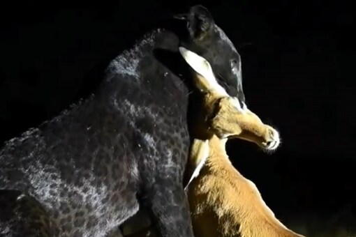 Full Glare of Spotlight on Black Leopard Hunting a Deer Leaves Netizens ...