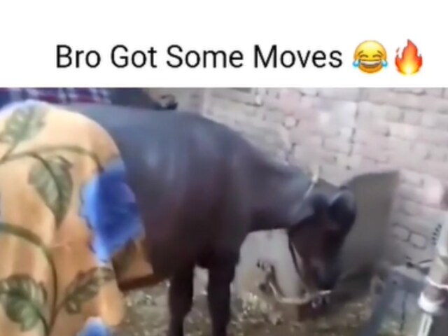 Video of Buffalo Dancing and Mimicking Woman's Bhangra Steps Goes Viral ...