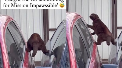 'Mission Impawssible': Cat Pulls Off a Tom Cruise-like Stunt Between ...