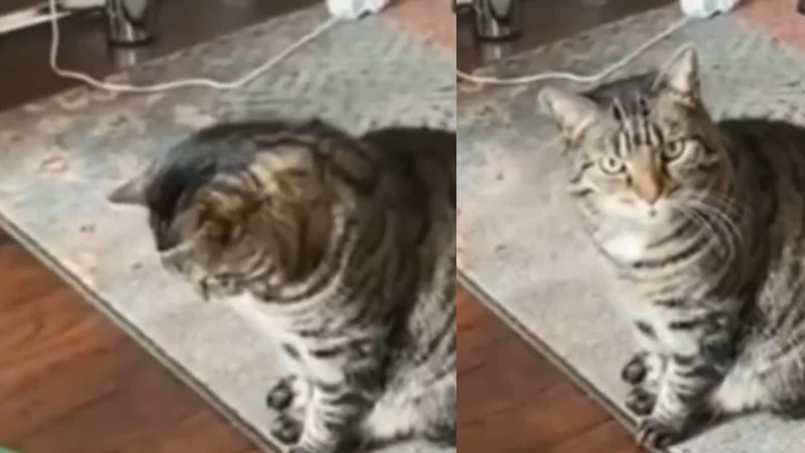 WATCH: Cat's Reaction to Its 'Surprise Gift' Leaves People in Splits ...