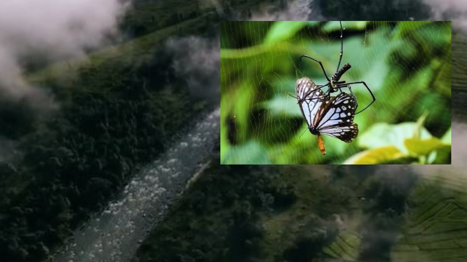 'Paradise': IAS Officer's Video Offers Stunning Glimpse of Changlang in ...