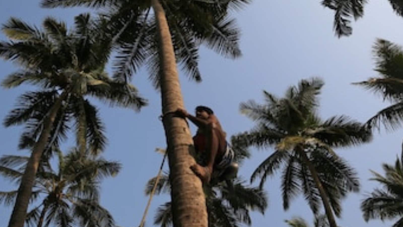 Karnataka: Man Dies Of Heart Attack Sitting Atop A 50-Feet-High Coconut ...