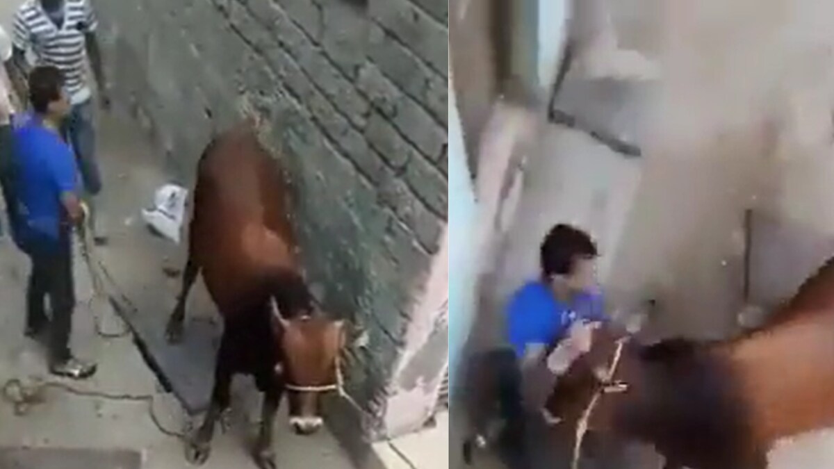 Man Gets Trampled by Cow After Kicking and Grabbing its Tail, Internet ...