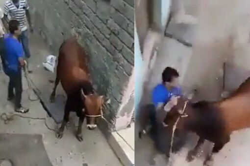 Man Gets Trampled by Cow After Kicking and Grabbing its Tail, Internet ...