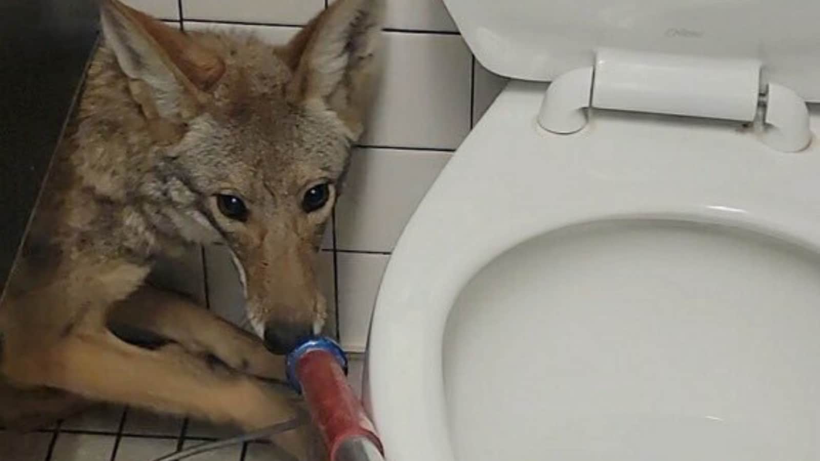 Scared Coyote Hides in California Middle School's Bathroom, Video Goes ...
