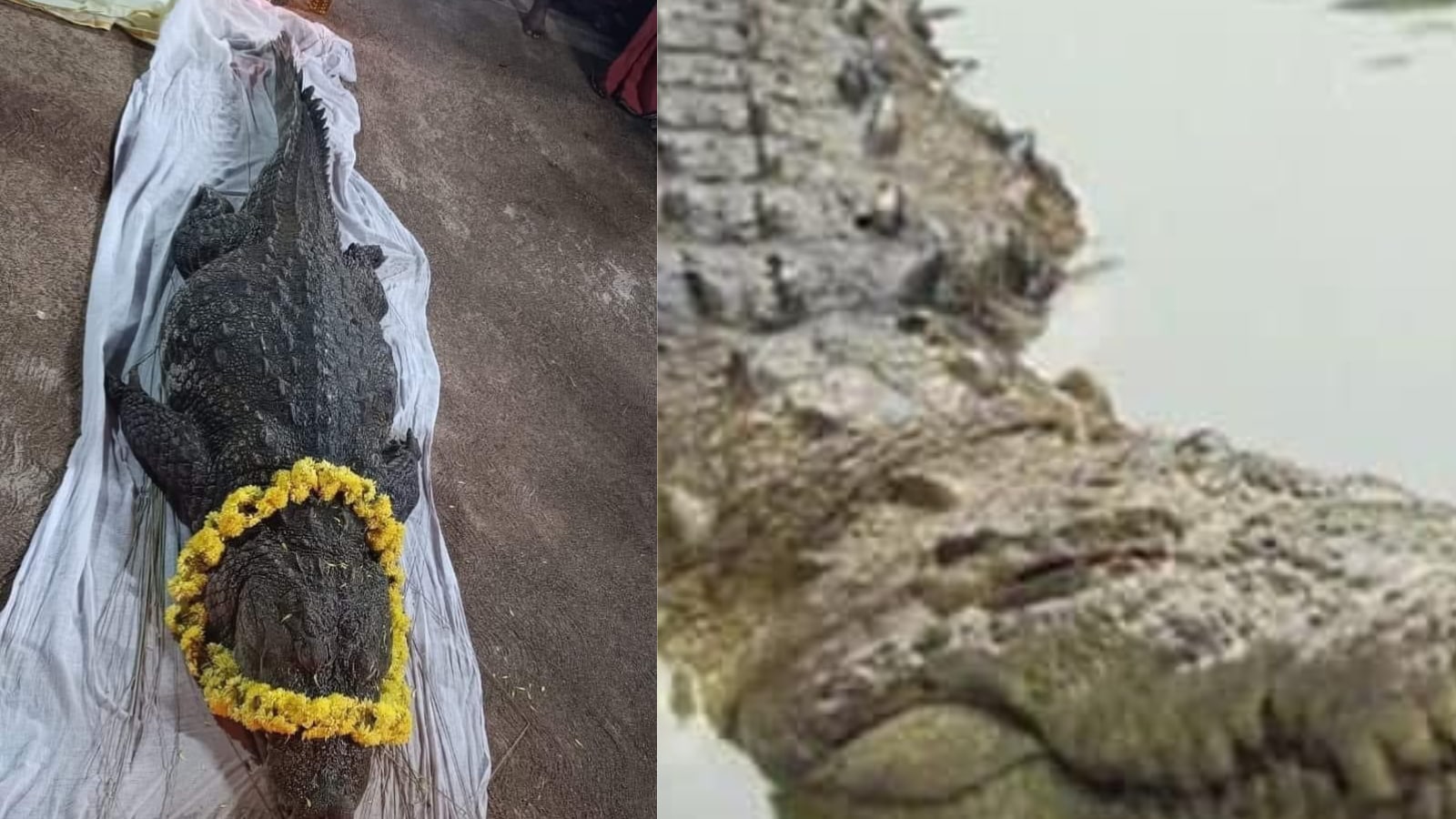 Babiya, The Vegetarian Crocodile of Ananthapadmanabha Swamy Temple in ...