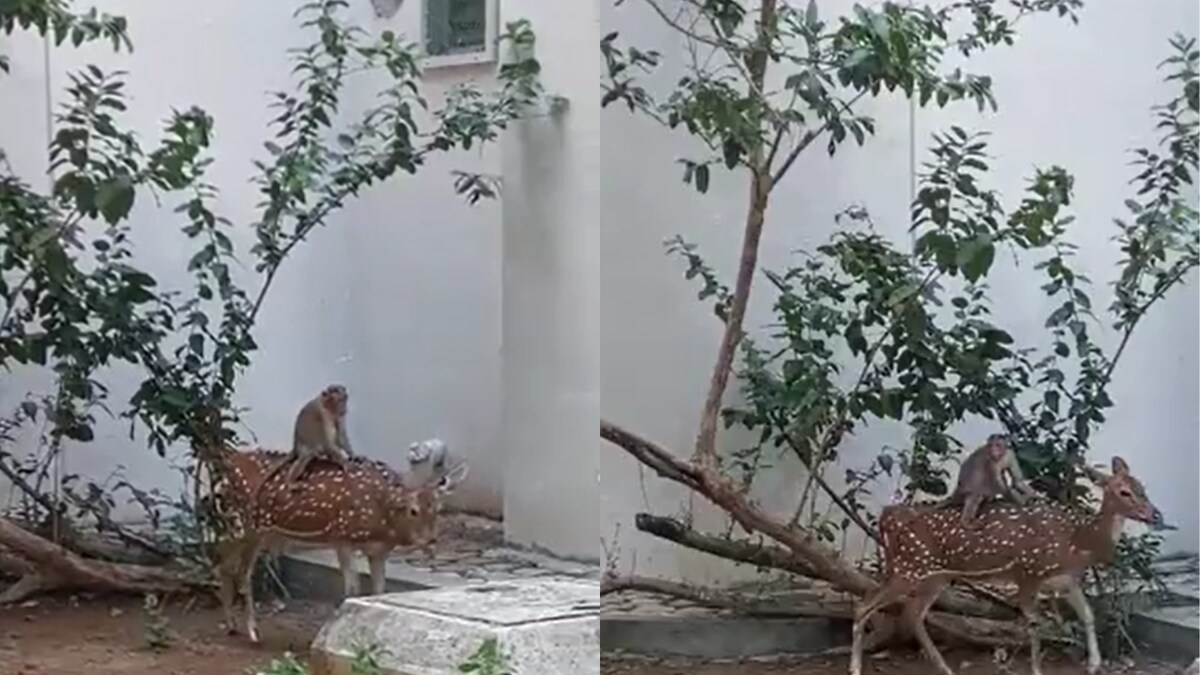 Monkey Rides on The Back of A Deer At IIT-Madras, Netizens Amused - News18