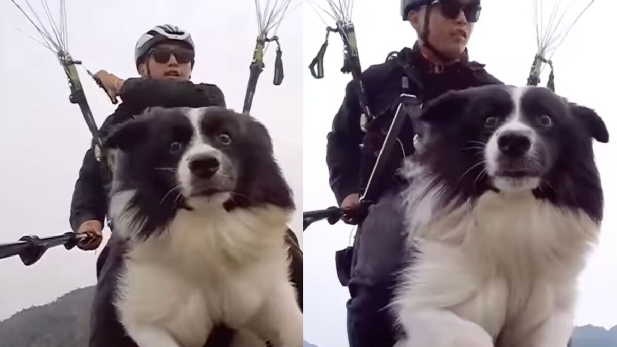 'Doggo is So Zen': Pet Dog Goes Paragliding With Owner in This Viral ...