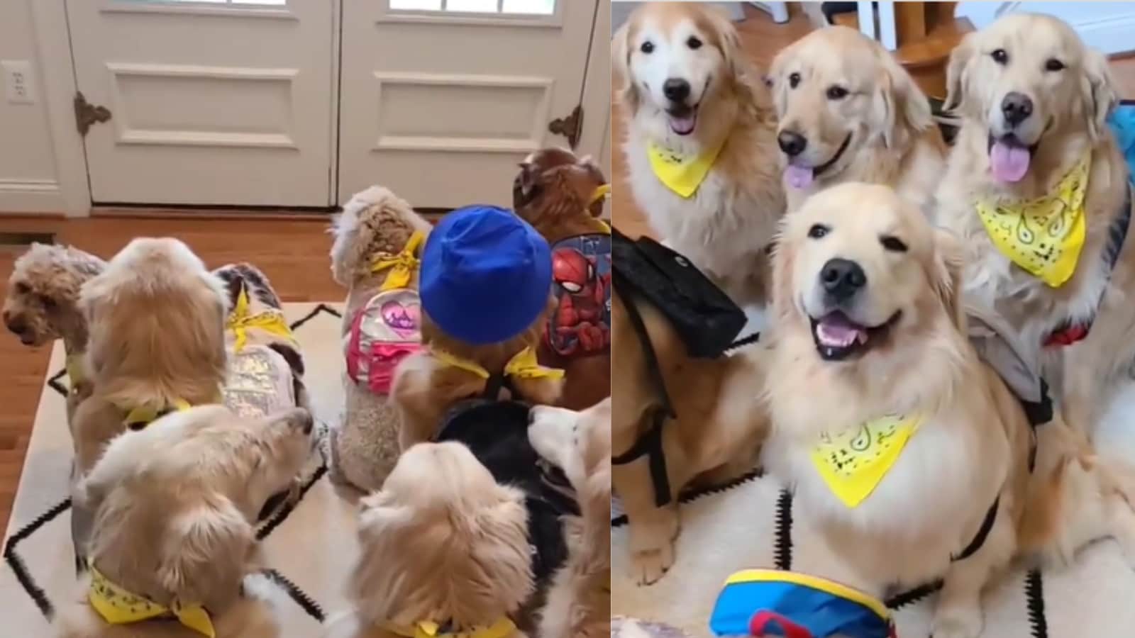 Adorable Video of Dogs Waiting for School Bus Will Make You Smile ...