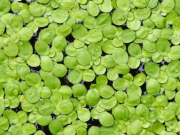 This Aquatic Superfood Has Power to Feed People Without Polluting Earth ...