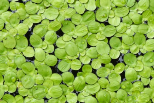 This Aquatic Superfood Has Power to Feed People Without Polluting Earth ...