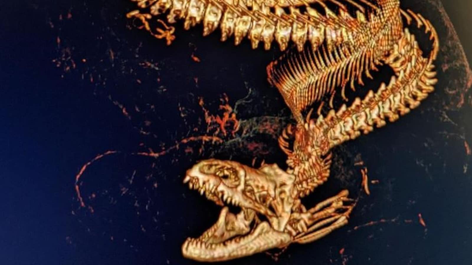 Leopard Eel's Astonishing CT Scan Image is Getting Mistaken For Art ...
