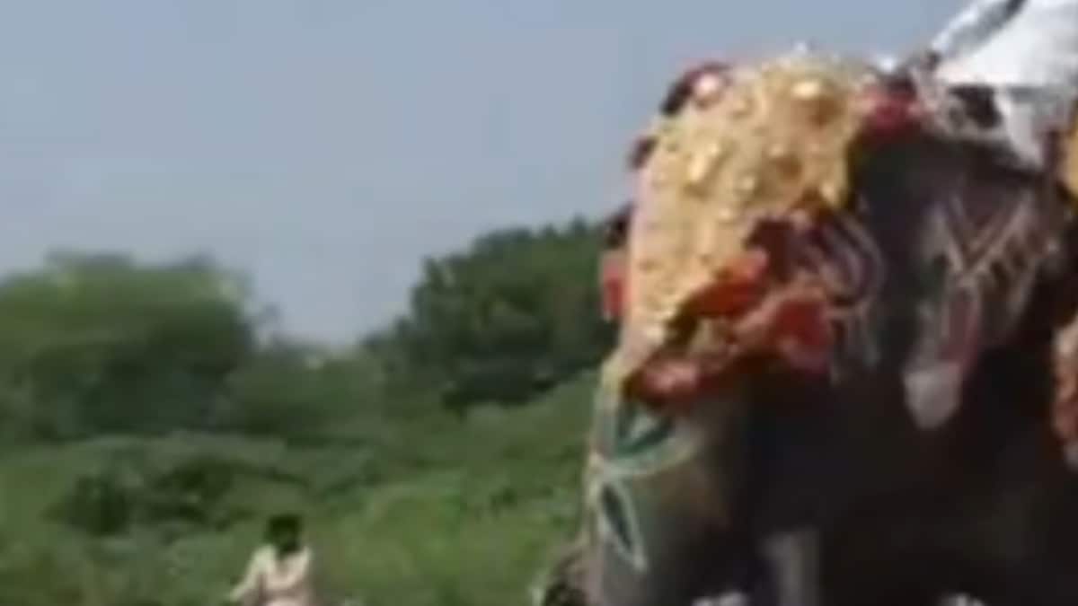 Elephant Gets Electrocuted During Procession at Temple in Gujarat ...