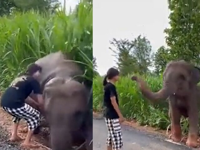 Woman Rescues Baby Elephant From a Muddy Ditch. Here's What Happened ...