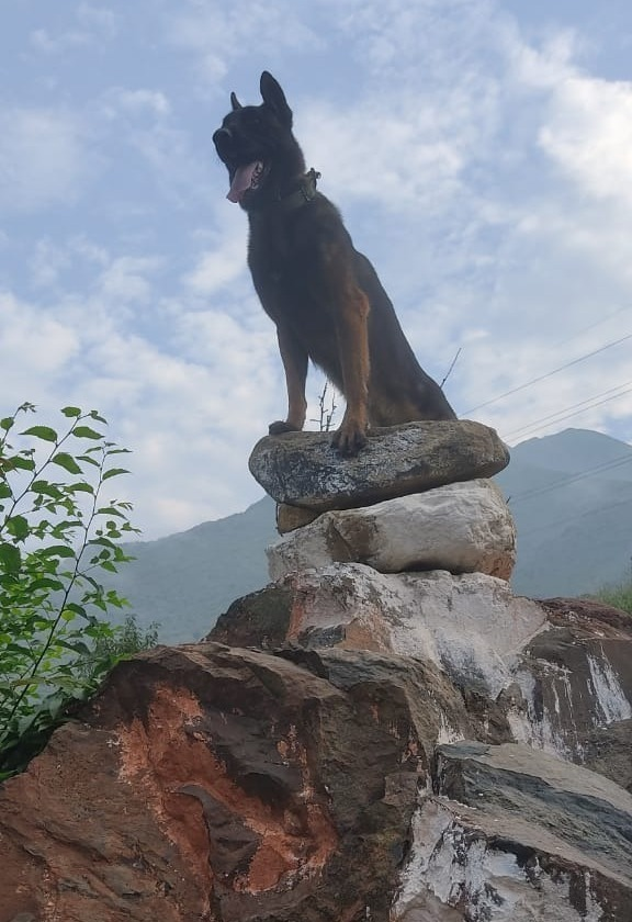 Zoom, Army's Fearless Assault Dog Who Fought Off Terrorists in J&K ...