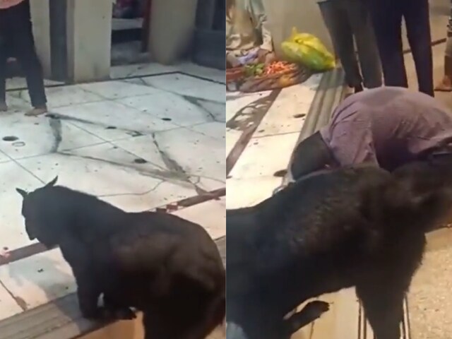 Goat Kneels Down at Temple in UP During Aarti, Stuns Internet - News18