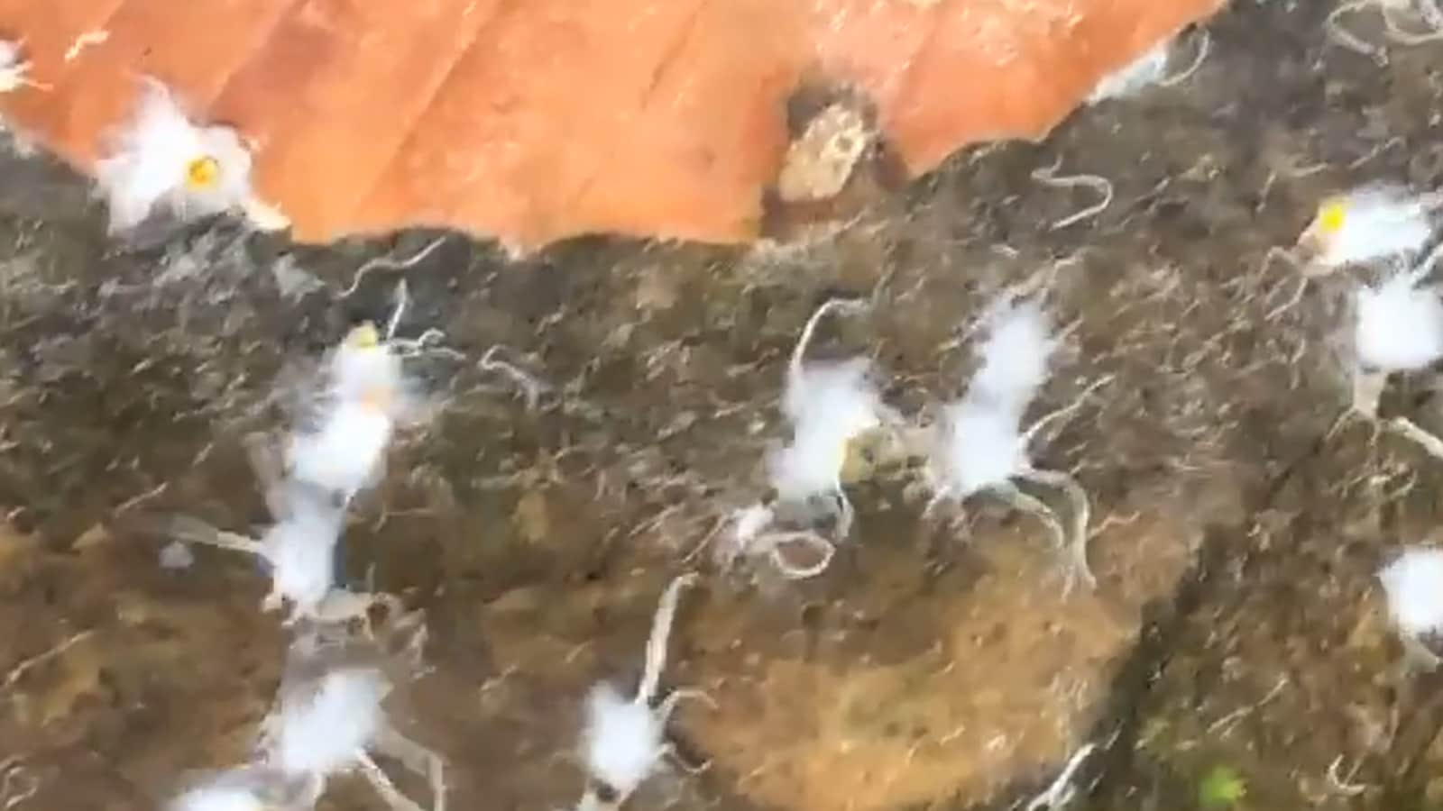 WATCH: Strange, Furry 'Boogie-Woogie' Insects Dance Around a Leaf ...