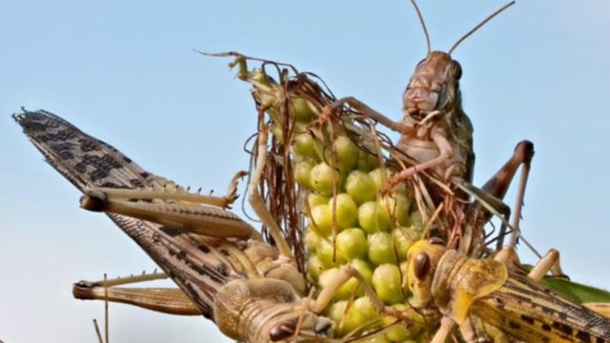 Insect Damage to Plants is Worse Than Ever Before, Finds Study - News18