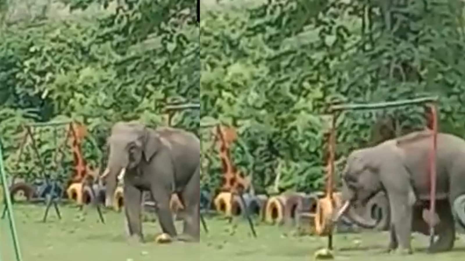 Viral Video of Elephant Playing At Children Park Will Do Away Your ...