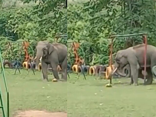 Viral Video of Elephant Playing At Children Park Will Do Away Your Monday Blues - News18
