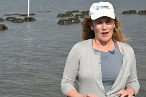 Scientists Turn to Humble Oysters to Save California Coasts - News18