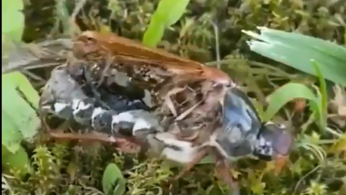 Neuro Parasite Turns Dead Insect into Walking Zombie, Chilling Video ...