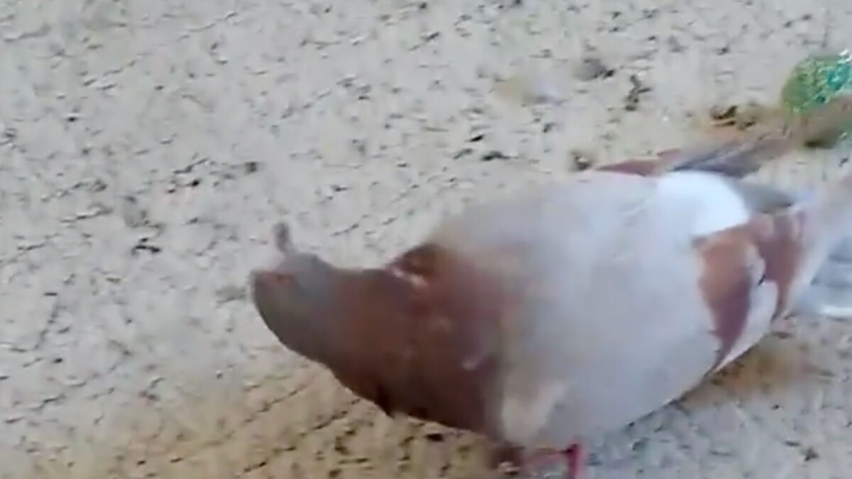 WATCH: Highly Infectious Disease Leaves Pigeons With Twisted Necks ...