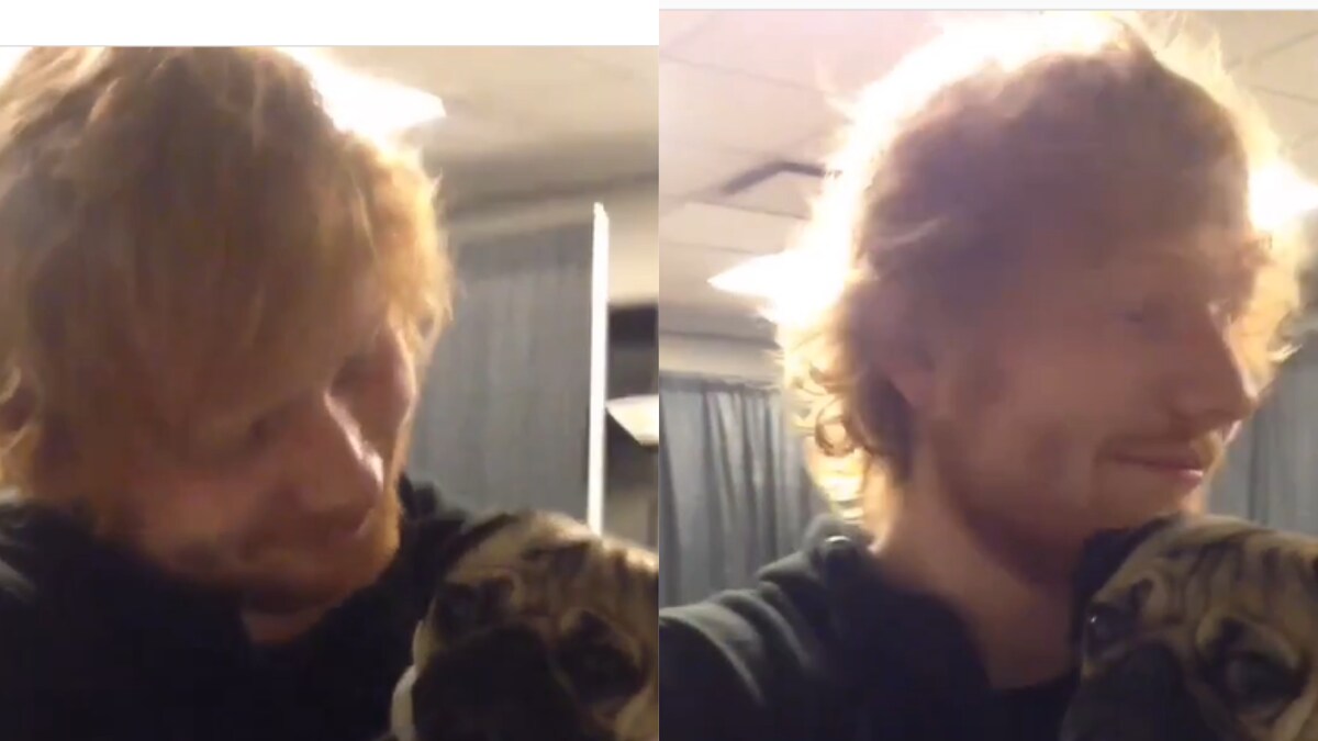 Video of Ed Sheeran Playing With Doug The Pug is The Cutest Thing You ...