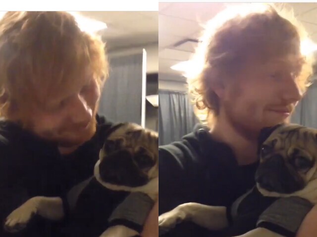 Video of Ed Sheeran Playing With Doug The Pug is The Cutest Thing You ...