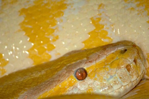 Indonesian Woman Swallowed Alive By 22-Foot Python - News18