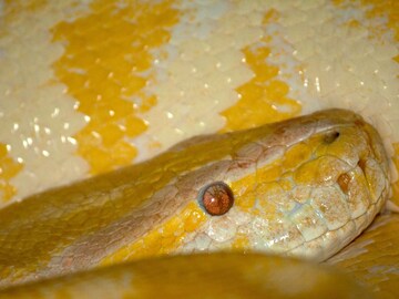 Indonesian Woman Swallowed Alive By 22-Foot Python - News18