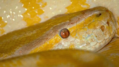 Indonesian Woman Swallowed Alive By 22-Foot Python | Buzz News - News18