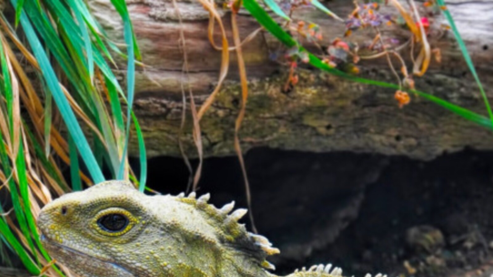 Recordings Show Some 'Mute' Animals Communicate Vocally, Study | Buzz ...