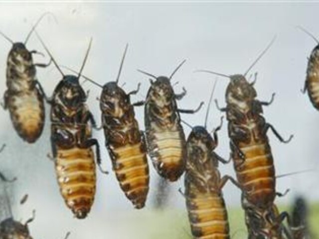 Halloween Trick-or-Treat Cancelled in Michigan Due to Roaches - News18