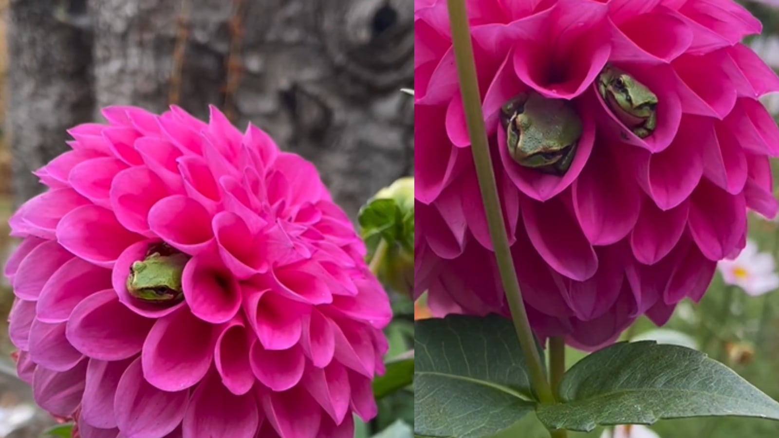 'Beautiful Sight': Video of Frogs Nestled in Flower Leaves Internet ...