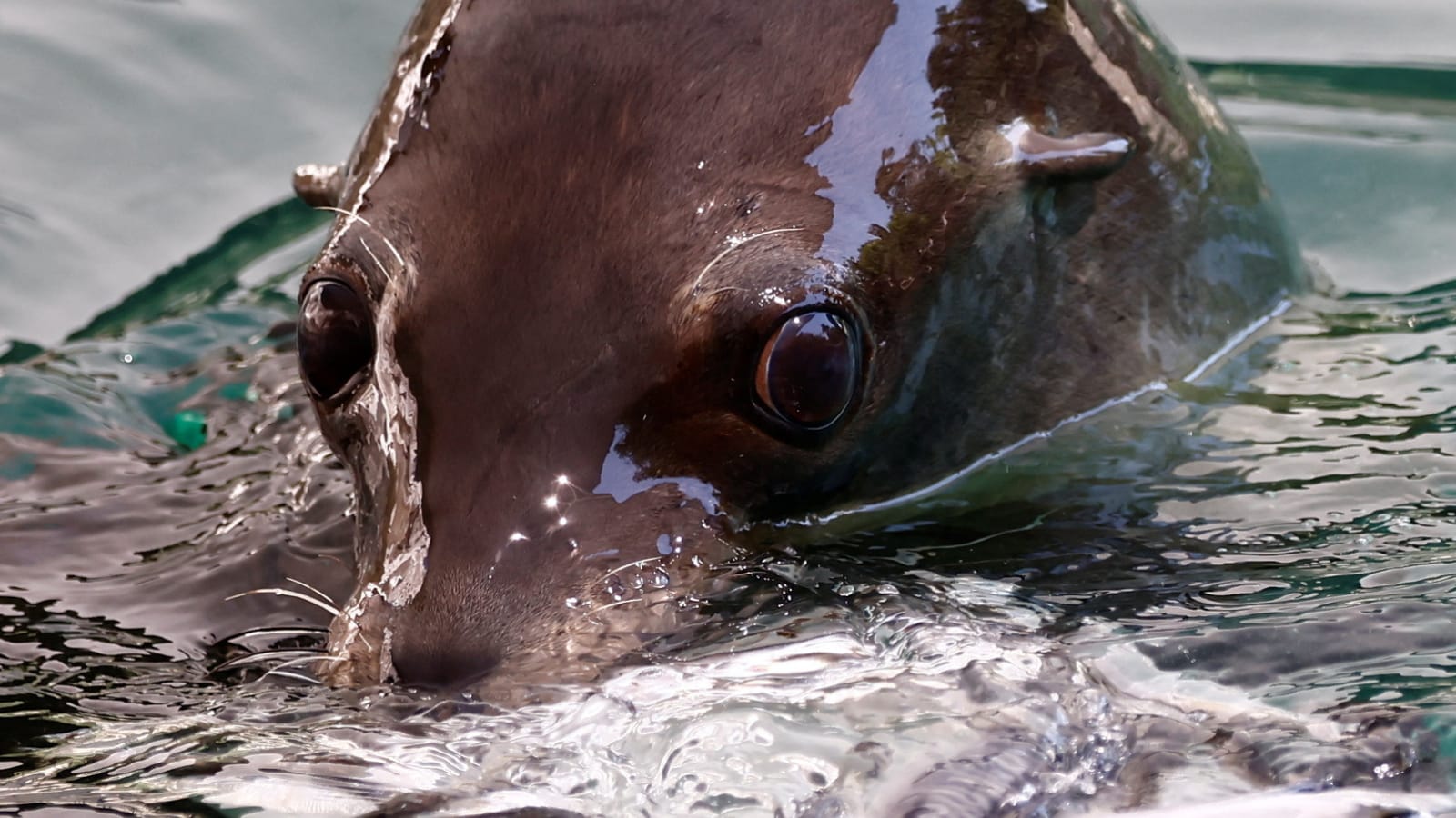 WATCH: Sea Lion Hugs Teen Snorkeler Like a 'Water Doggo' in Adorable ...