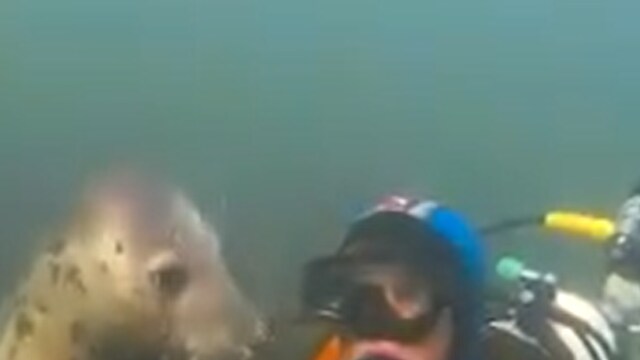Viral Video of Seal Embracing Scuba Diver Has Left Social Media Users ...
